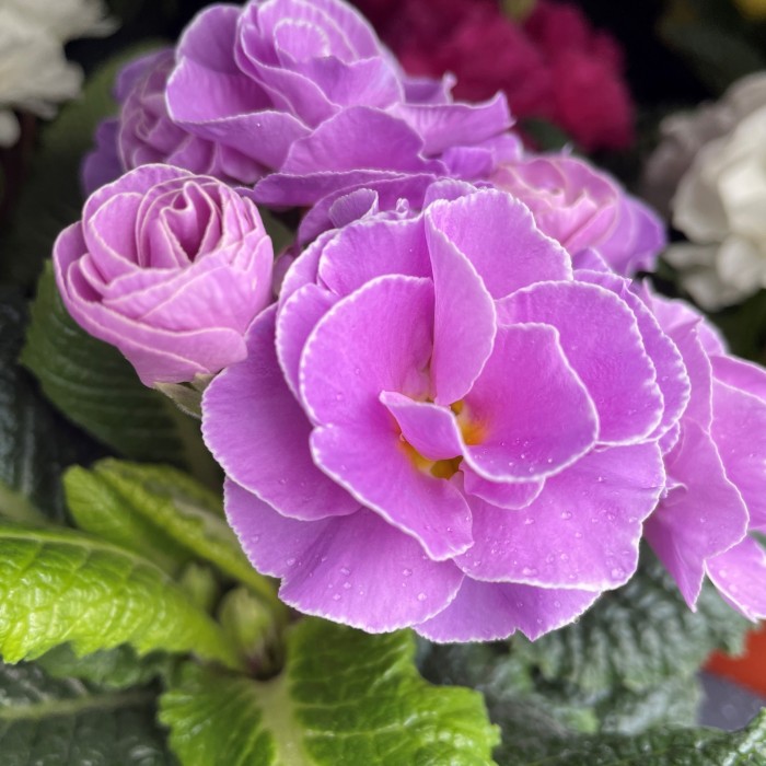 Primula acaulis Princess - Double Primroses in Assorted Colours