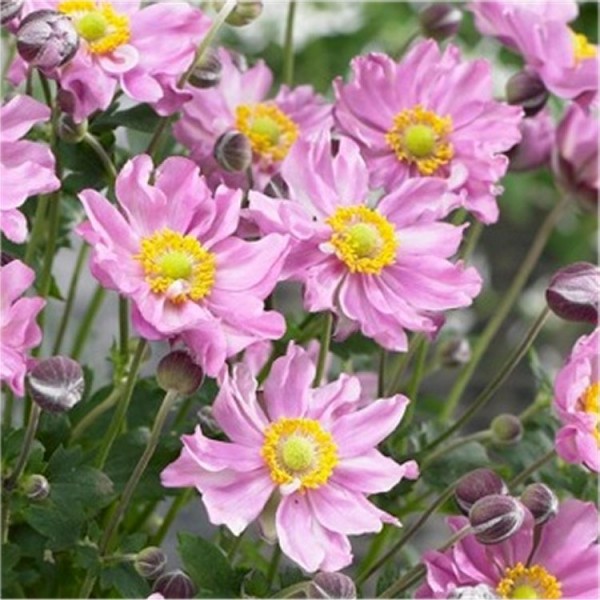 Japanese Anemone plants for sale UK delivery
