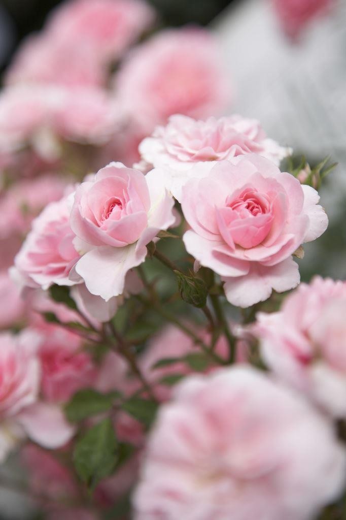 Rose Bonica - Floribunda Shrub Rose