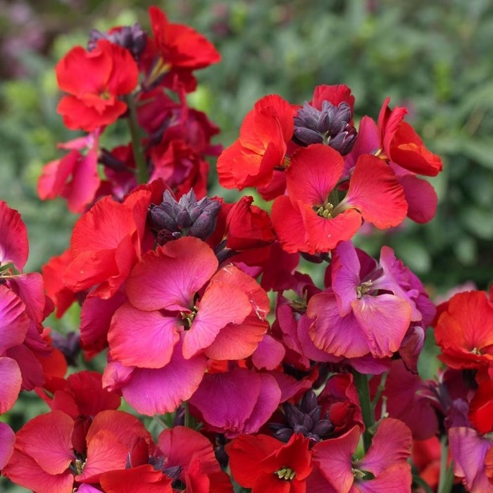 Erysimum Winter Passion - Perennial Wallflower