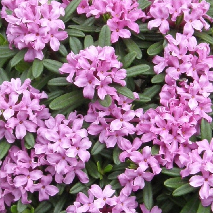 Daphne Cneorum - Garland Flower or Rose Daphne