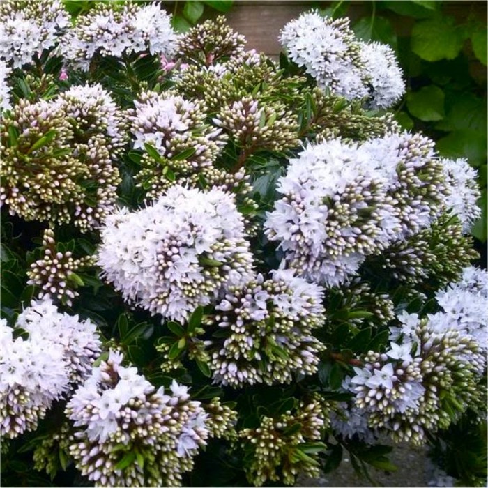 Evergreen Hebe Celina Plant