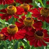 Helenium Helena Red