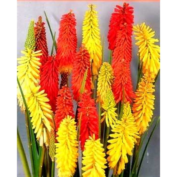 Kniphofia Flamenco - Red Hot Poker