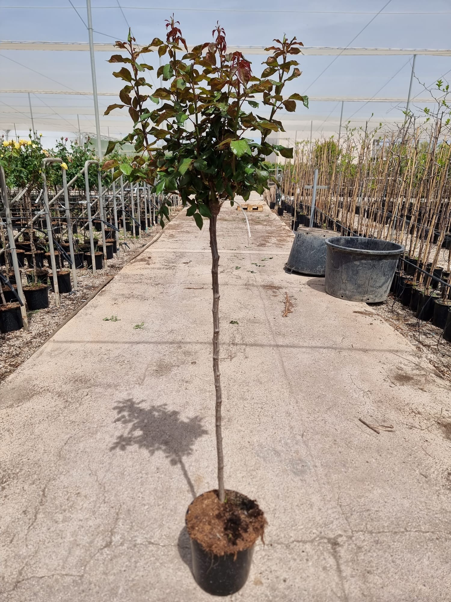 Large Pink Standard Rose Tree 'Queen Elizabeth' - circa 150cms tall