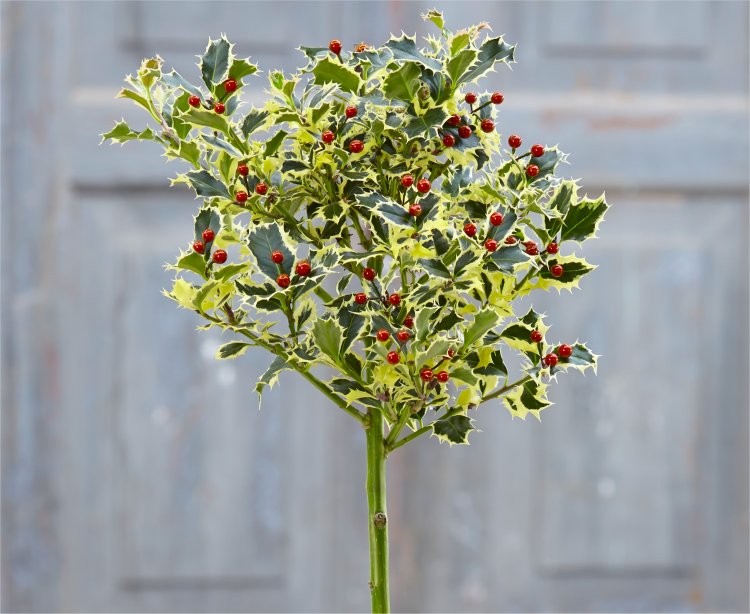 PAIR of Festive Patio Holly Trees 'Argentea Varigata' with Planter Baskets