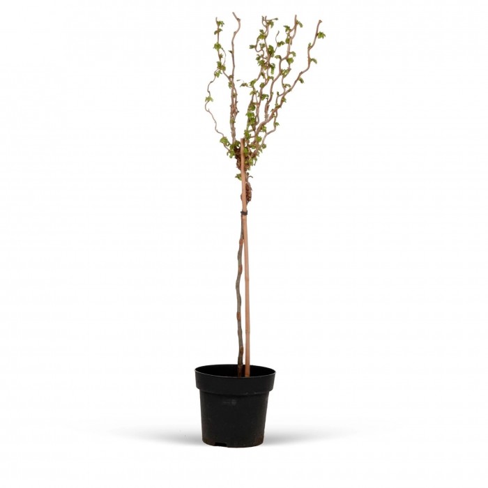 SPECIAL DEAL - Corylus avellana contorta 'Scooter' - Corkscrew Twisted ...