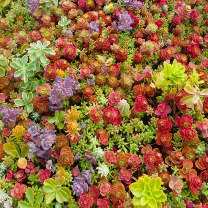 Hardy Succulent Sedum Collection - Pack of FIVE Evergreen Hardy Plants ...