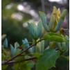 Magnolia acuminata Blue Opal - Blue Budded Tulip Tree