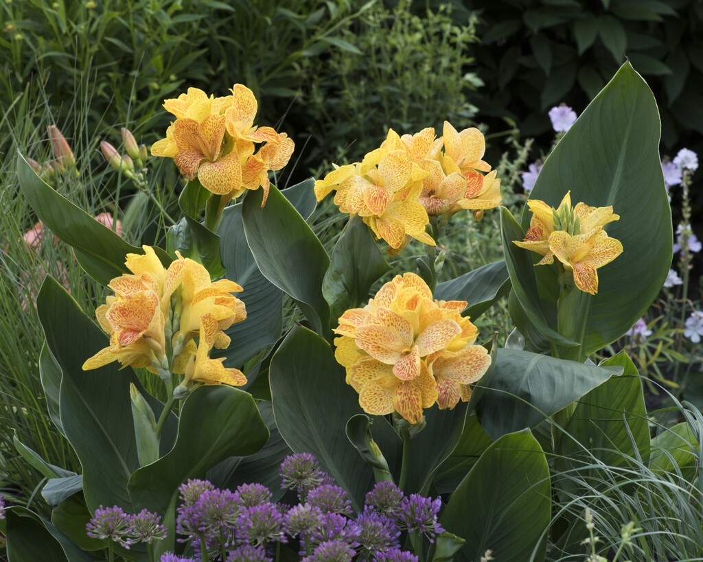 Dwarf Yellow Canna - CannaSol Happy Emily - Pack of THREE