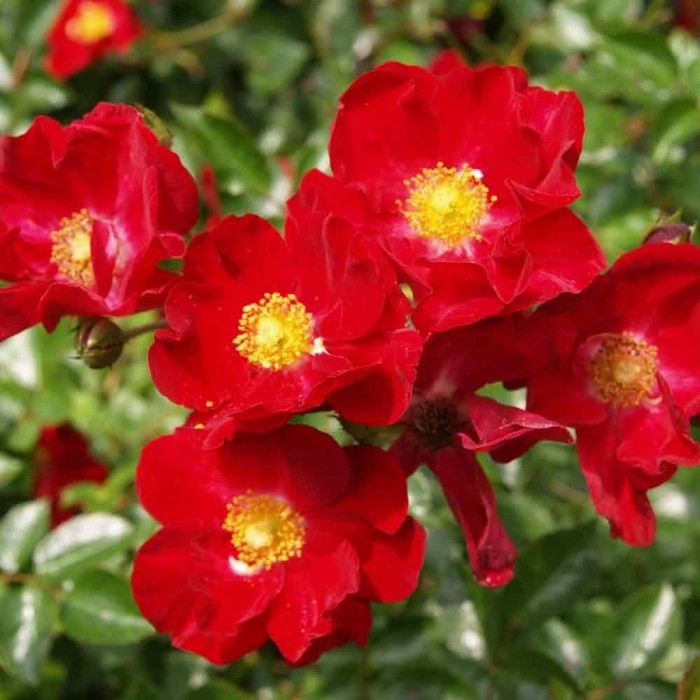 Rose Flower Carpet Red Scarlet