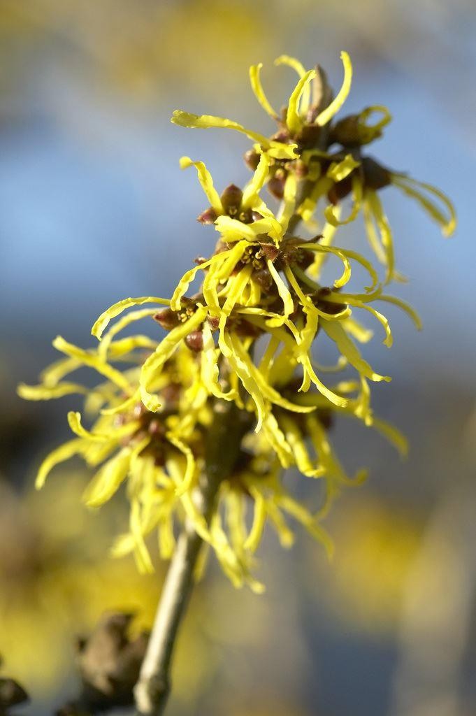Hamamelis x intermedia Westerstede - Chinese Witch Hazel