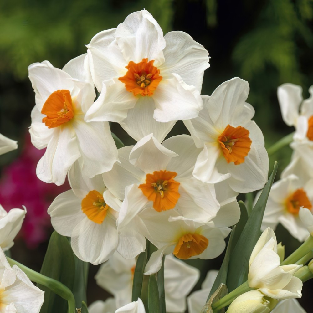 Daffodil - Narcissus Geranium in Bud & Bloom