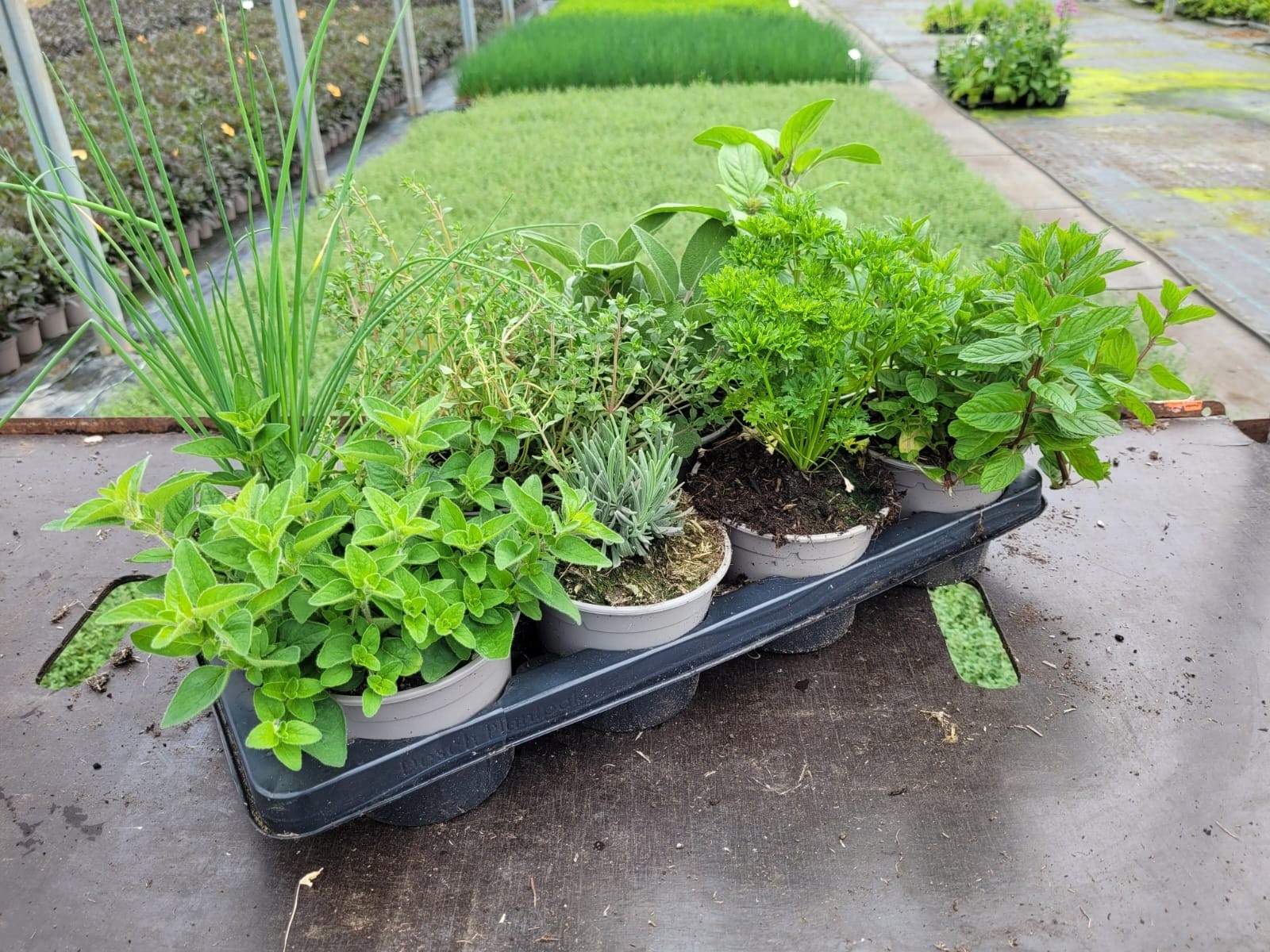 EIGHT Plant Ultimate Kitchen Garden Herb Collection