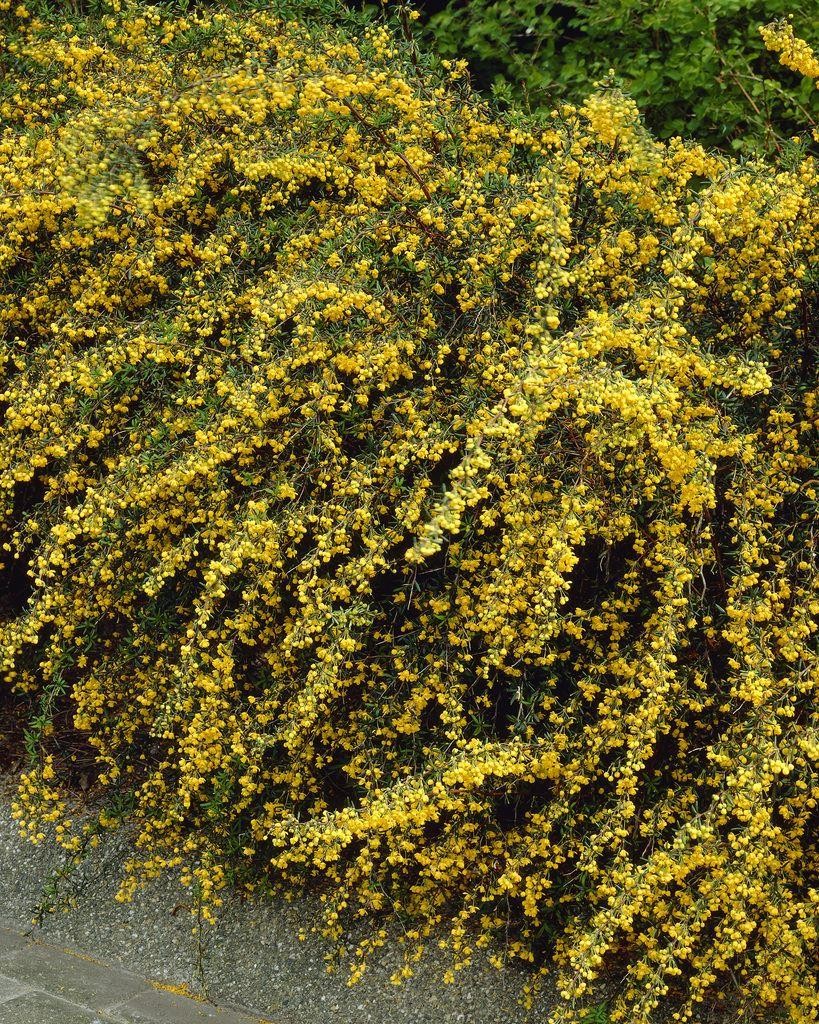 Berberis Stenophylla - Golden Blooming Barberry