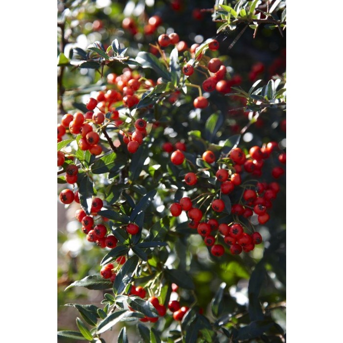 Pyracantha Red Column - Firethorn