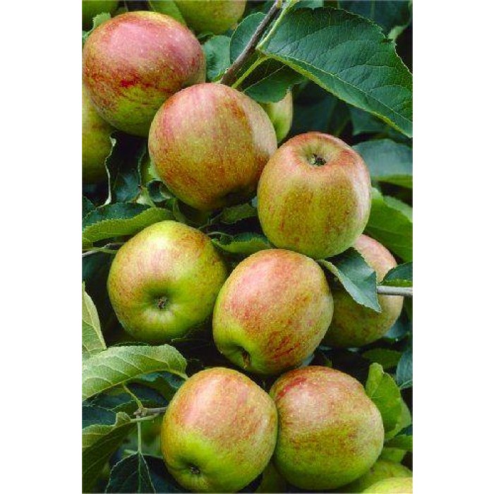 APPLE TREE - Multi-Variety Fruit Tree - APPLE - 5 varieties on one Tree!