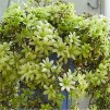 Clematis Pixie - Evergreen Spring Blooming Climber - Lime-Yellow flowers