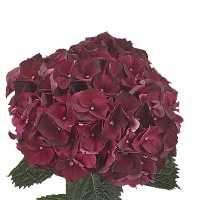 Hydrangea Dark Ruby - Large Flowered Mophead Hydrangea - XXXL Plants