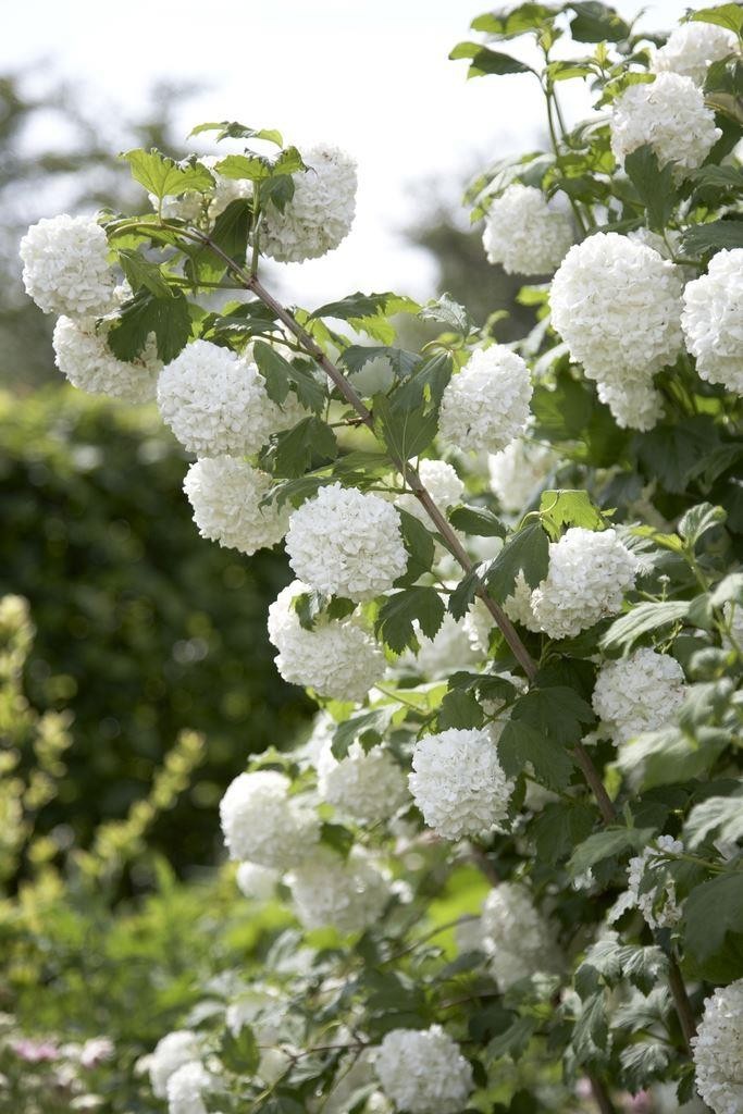 Viburnum opulus roseum - Snowball Tree - Large Specimen