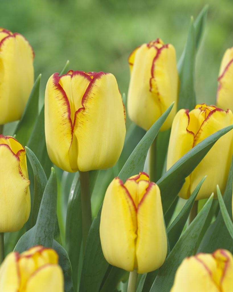 Tulipa Cape Town - Two Tone Tulips