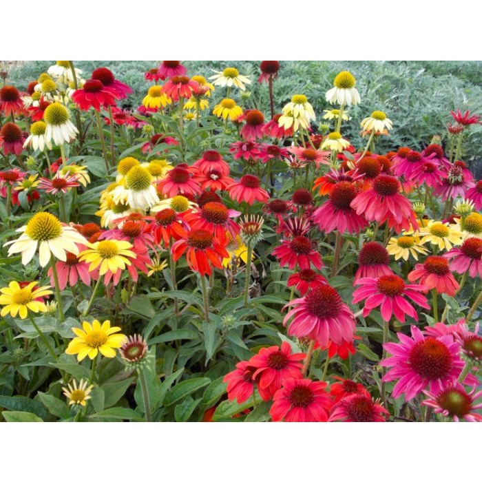 Echinacea Cheyenne Spirit - Coneflower Plants in Amazing Colours