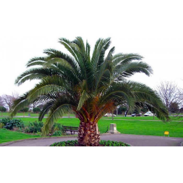GIANT Phoenix canariensis - Canary Island Date Palm - LARGE PATIO PALM TREES circa 5ft tall