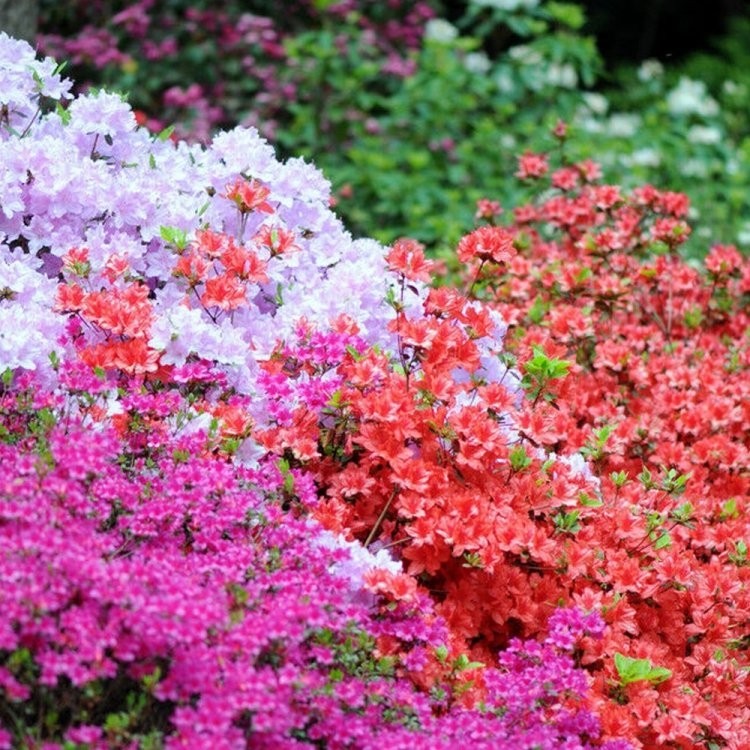 SPECIAL DEAL - Rainbow Azalea japonica Collection - Evergreen Japanese ...