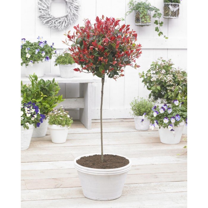 PAIR of Evergreen Photinia Little Red Robin Trees - 100cm