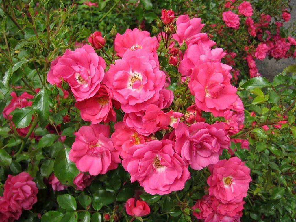 Rose Flower Carpet Pink