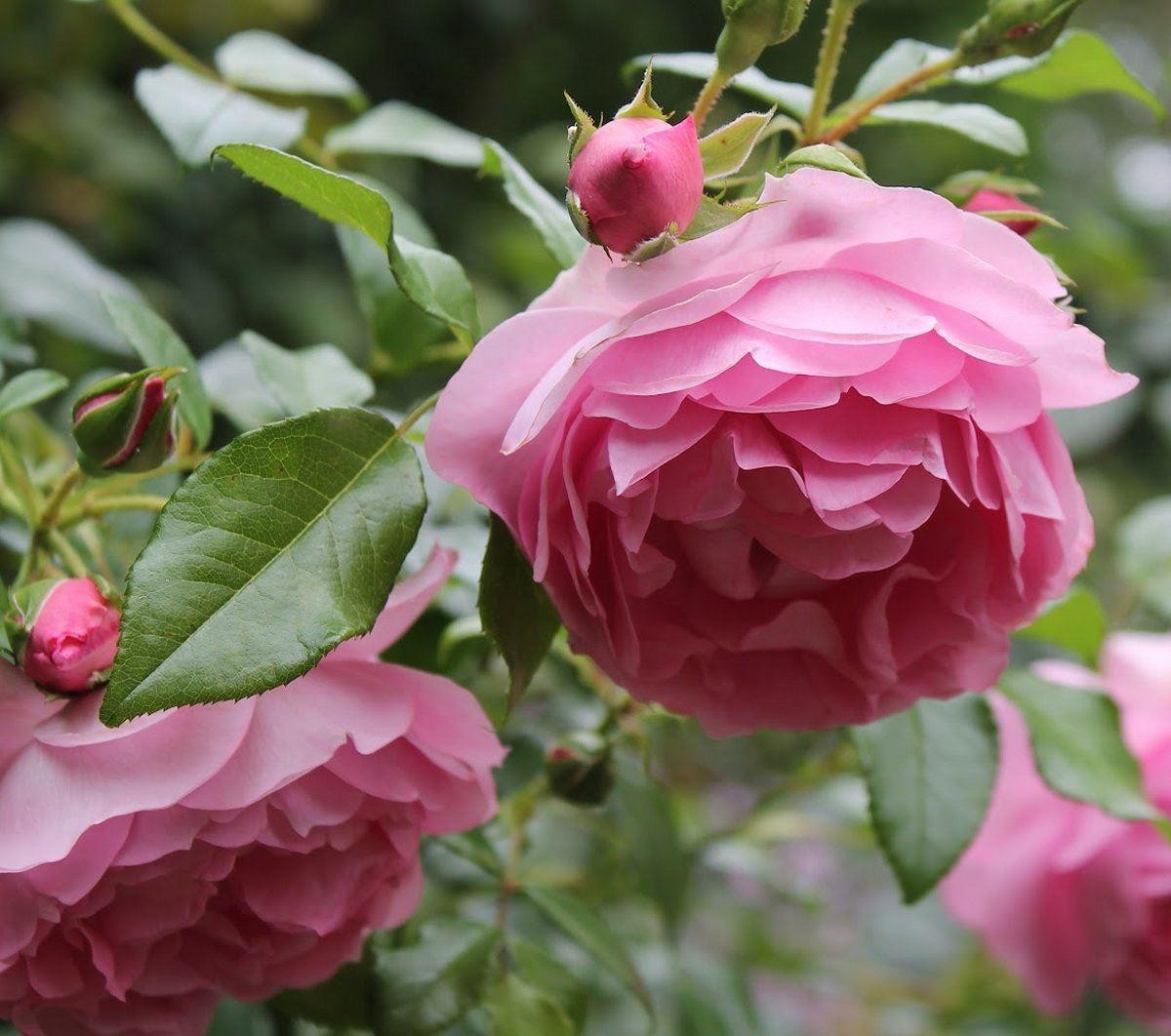 Rose Friends Forever - Floribunda Rose