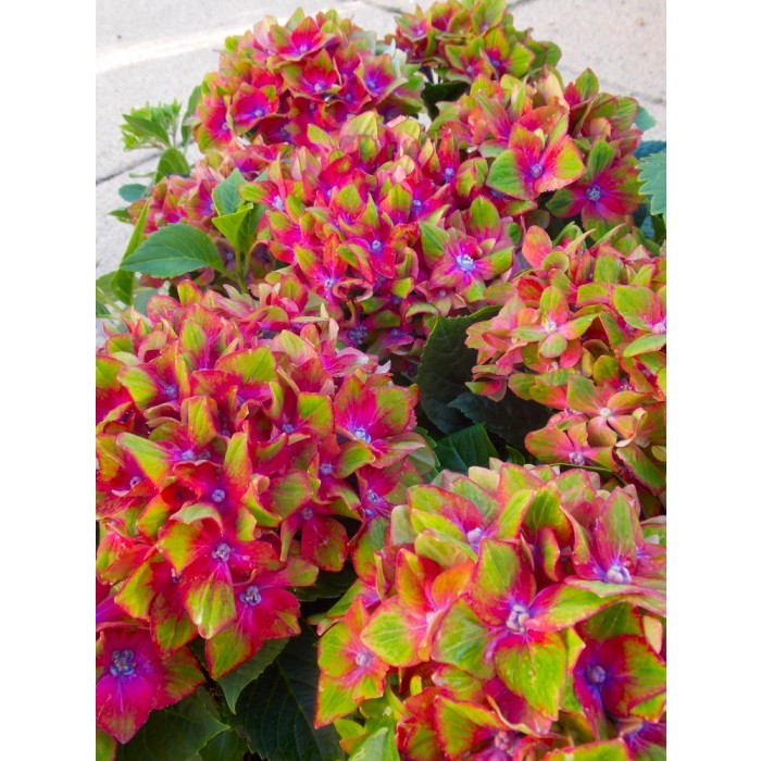 Hydrangea Glam Rock - Amazing Multi-Coloured Schloss Wackerbarth Hardy ...