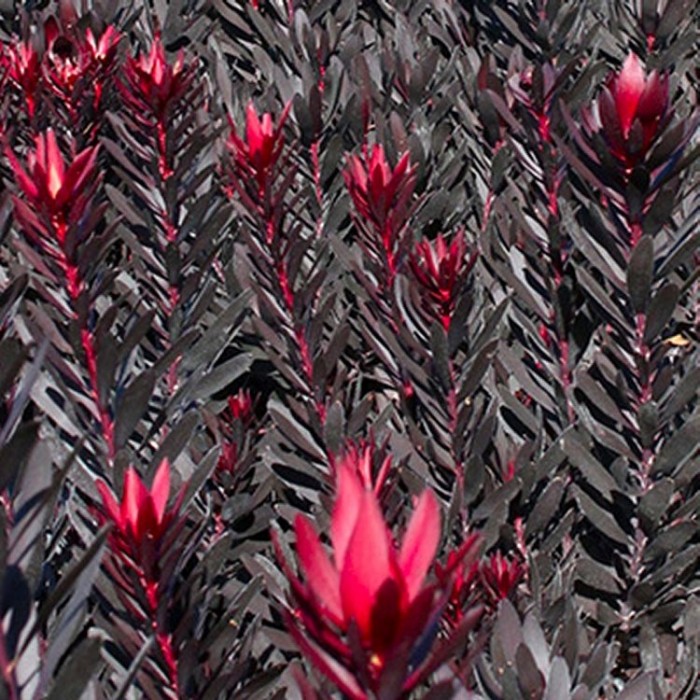 Protea Leucadendron 'Burgundy Sunset' - Purple Protea