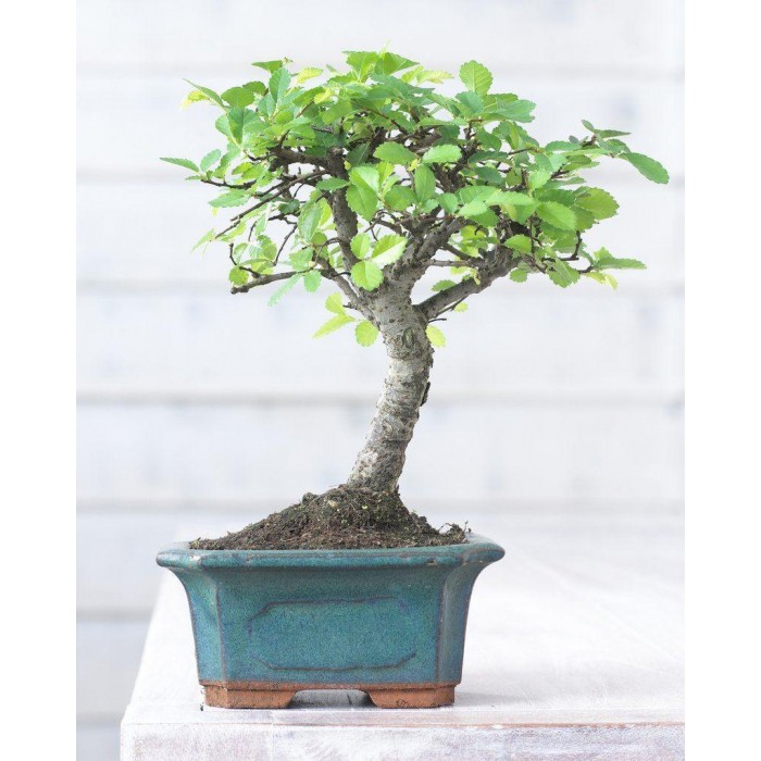 Beautiful Bonsai Tree with Ceramic Dish