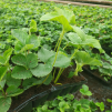 Strawberry - 'Senga Sengana' - Large Fruited Old Fashion Flavour - Pack ...