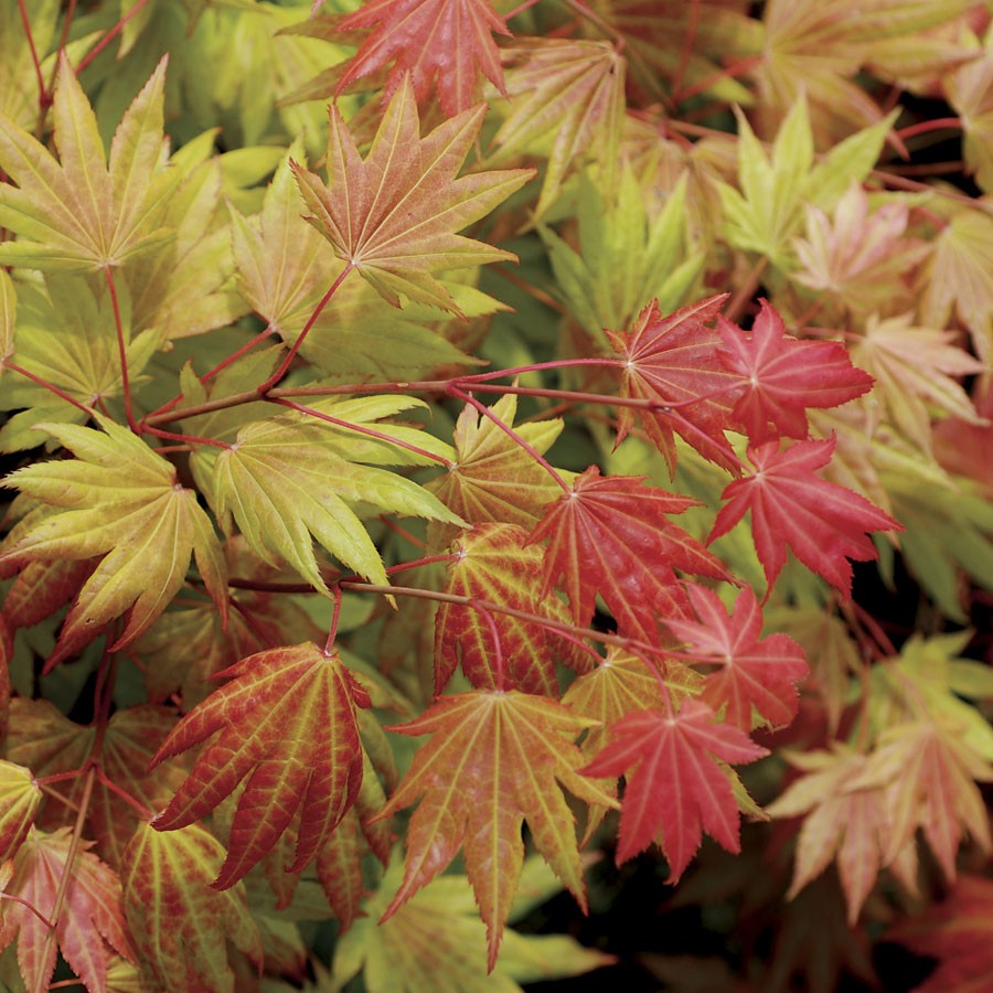 Acer shirasawanum 'Moonrise' - Japanese Maple