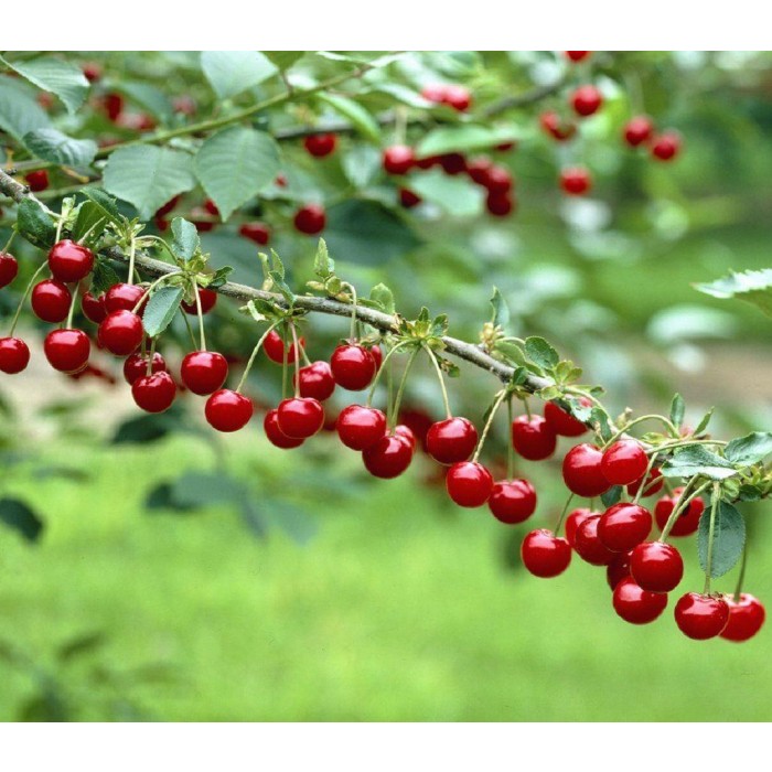 CHERRY TREE - Multi-Variety Fruit Tree - CHERRY - 5 varieties on one Tree!