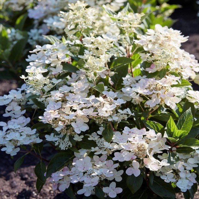 Hydrangea paniculata Polestar