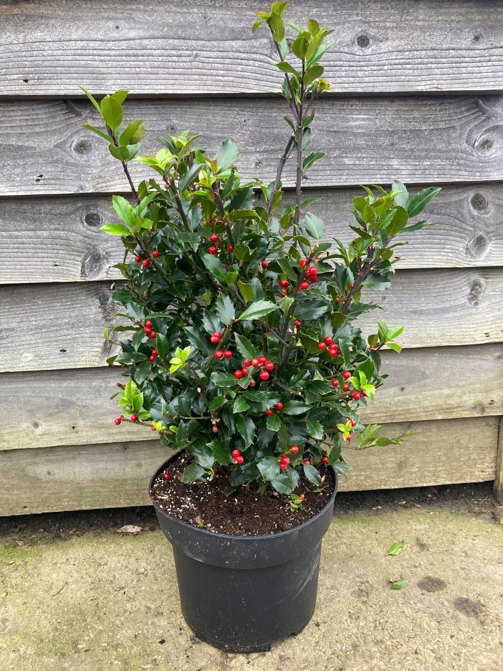 Ilex meserveae 'Blue Maid' - Evergreen Female Holly Shrub in Berry ...