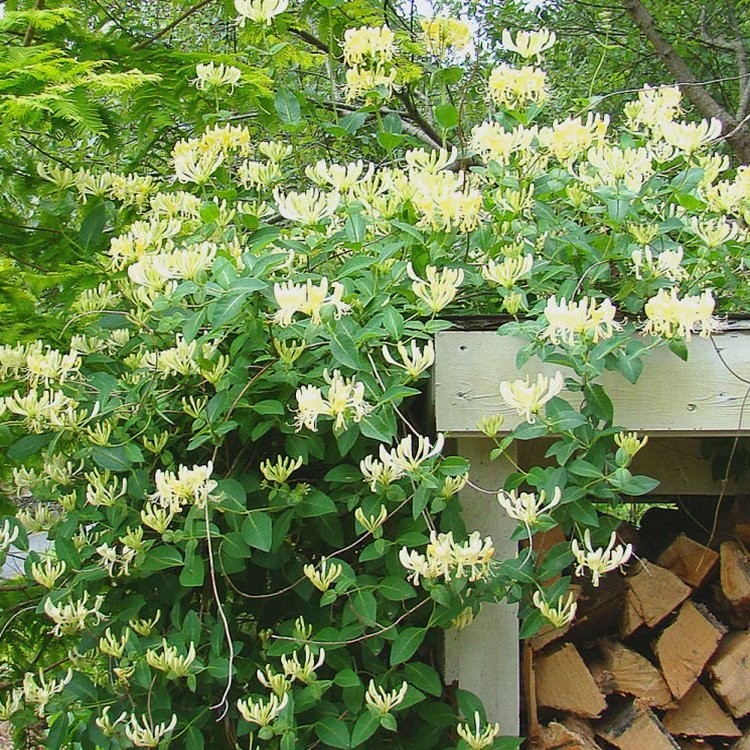 Lonicera japonica Sweet Sue - Honey Suckle