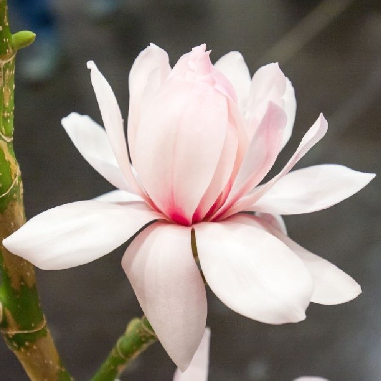Magnolia Pink Beauty