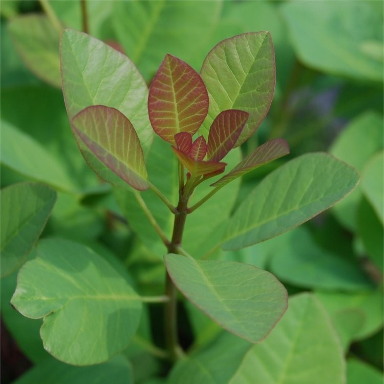 Cotinus coggygria - Smoke Tree - Large 1.2m Specimen Plant