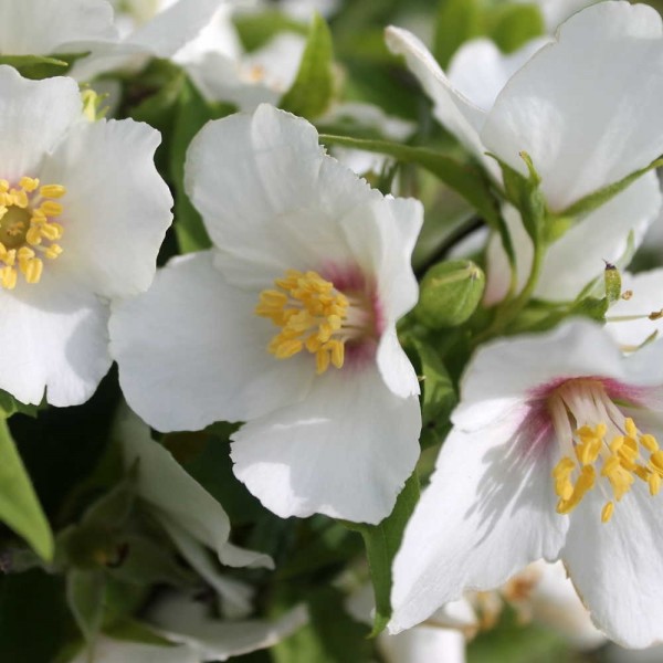 Philadelphus shrubs for sale Uk | Buy Philadelphus plants online UK ...