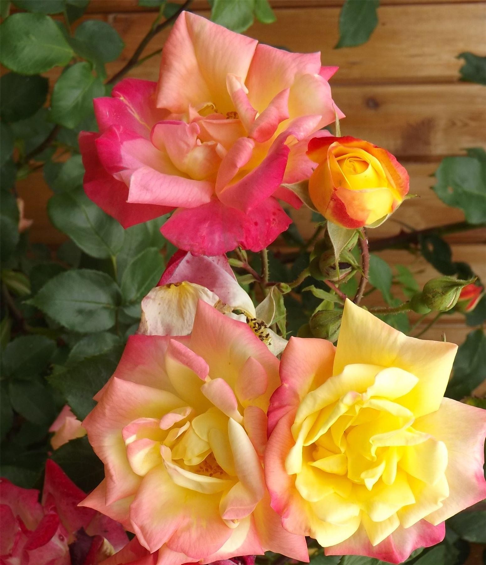 Rose Masquerade - Climbing Rose