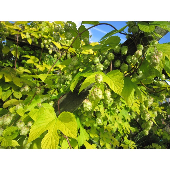 Humulus lupulus 'Aureus' - Golden Hop