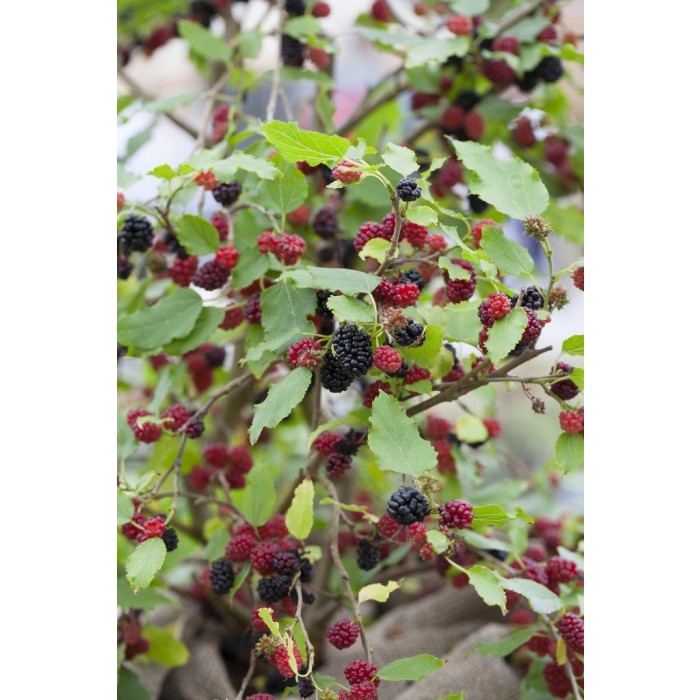 Black Mulberry Patio Tree - Morus rotundiloba Mojo Berry circa 100cms