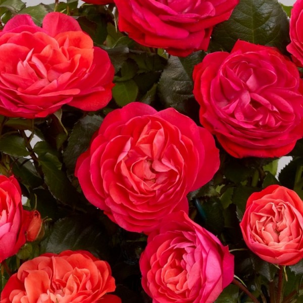 Rose Trees - Patio Standard Rose Trees - Gardening Express