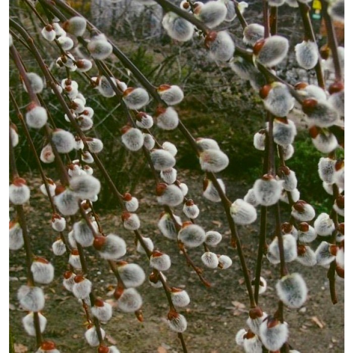 Patio Kilmarnock Willow - Beautiful Salix Weeping Pussy Willows