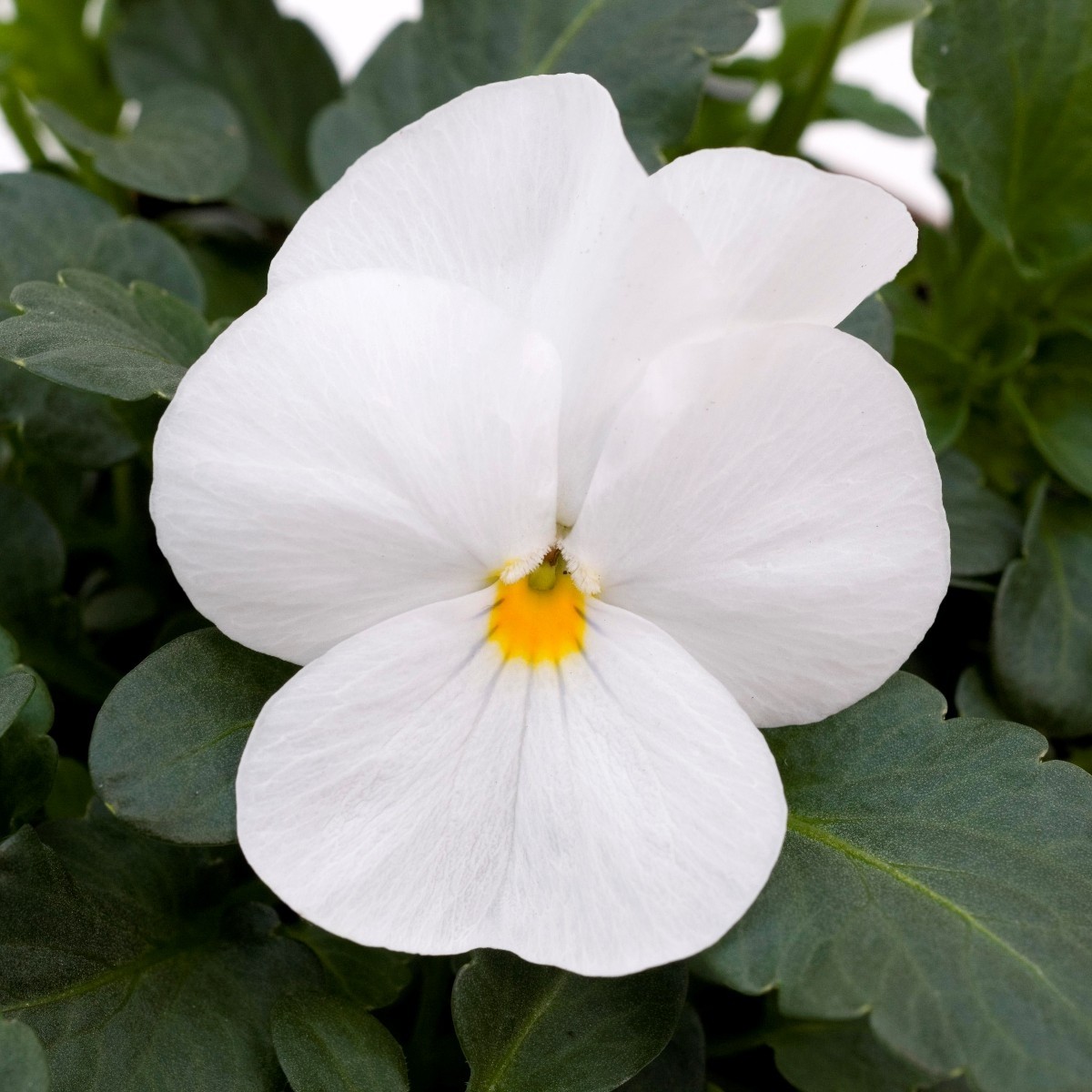 Viola White - Pack of Six Plants