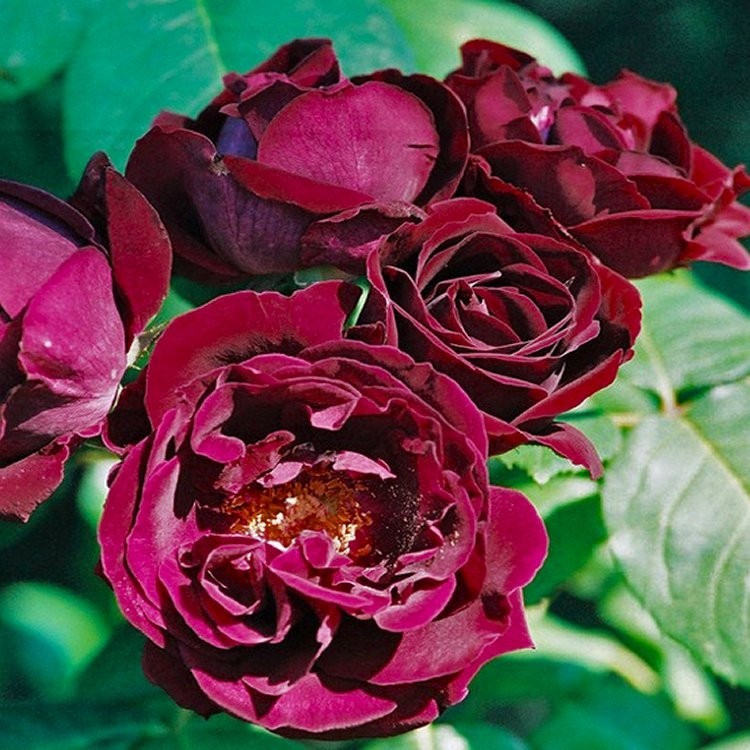 Rose Souvenir du Docteur Jamain - Climbing Rose